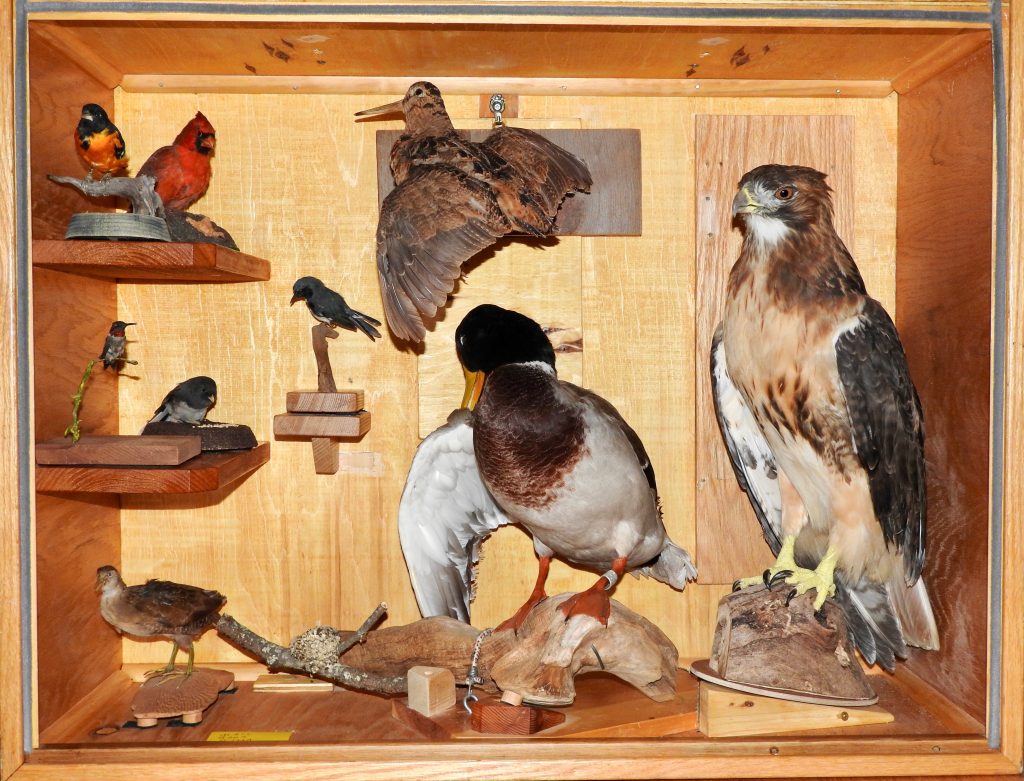 Free Classroom Bird Presentations – Audubon Society of Kalamazoo