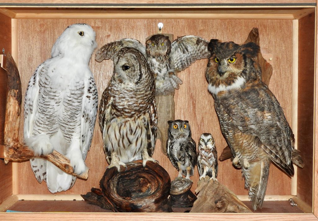 Free Classroom Bird Presentations – Audubon Society of Kalamazoo