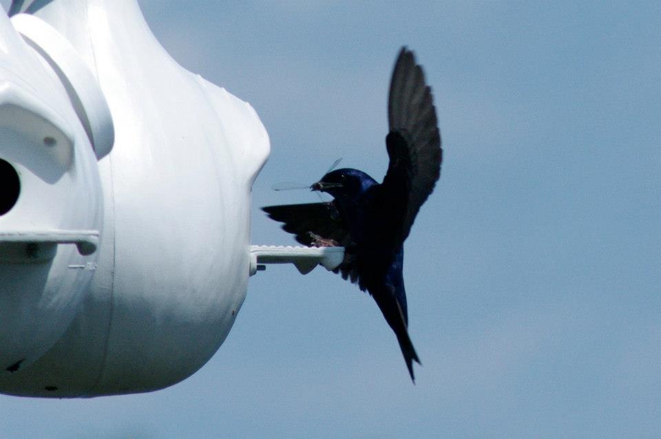 Purple Martins and their colonies