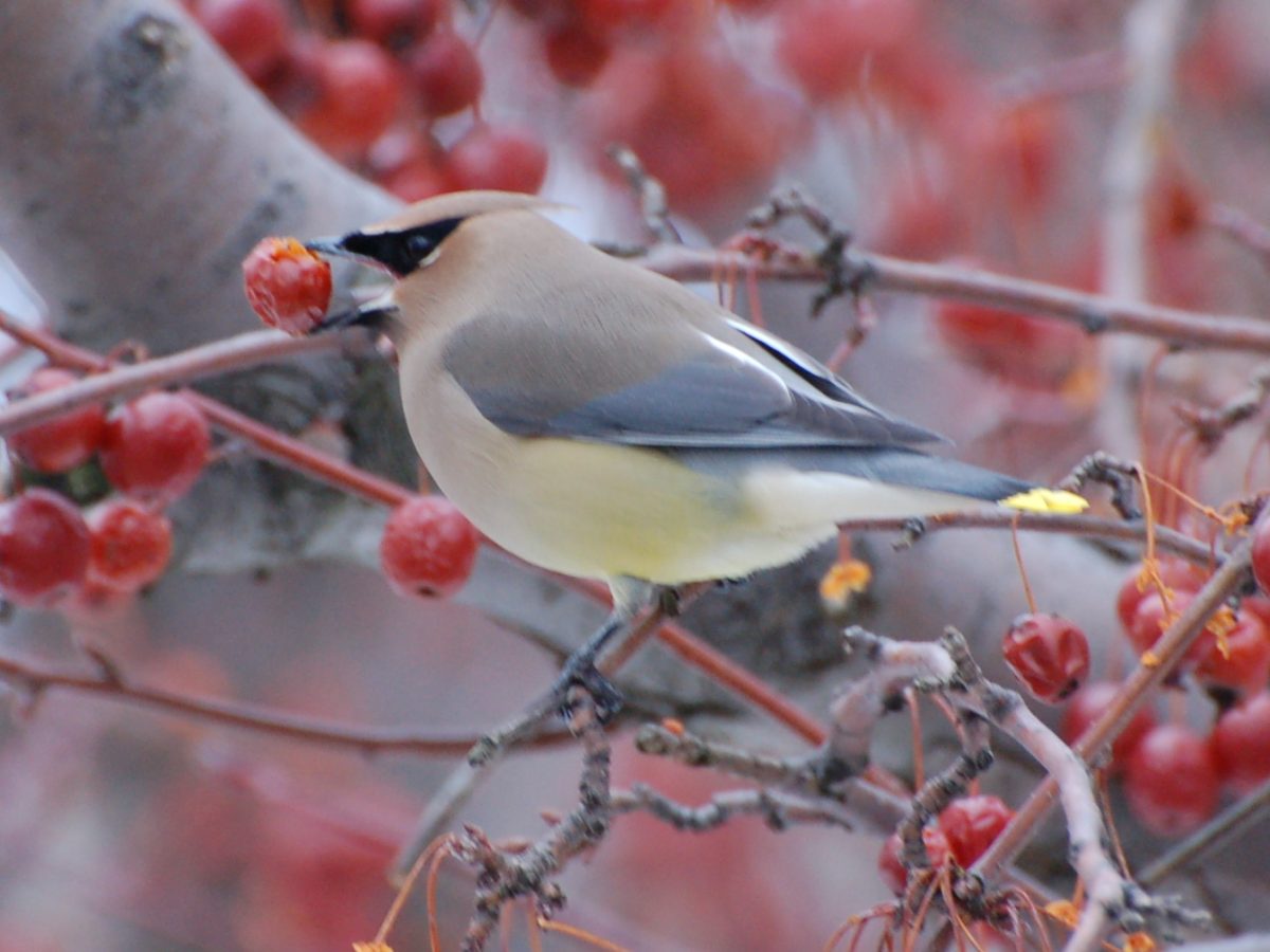 Community Presentations