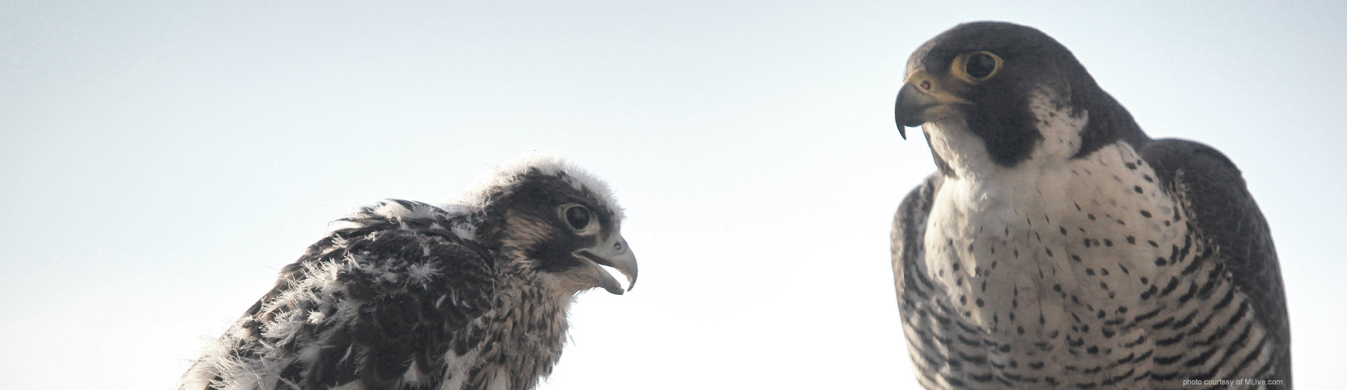 DNR Licensed Bird and Mammal Rehabilitators