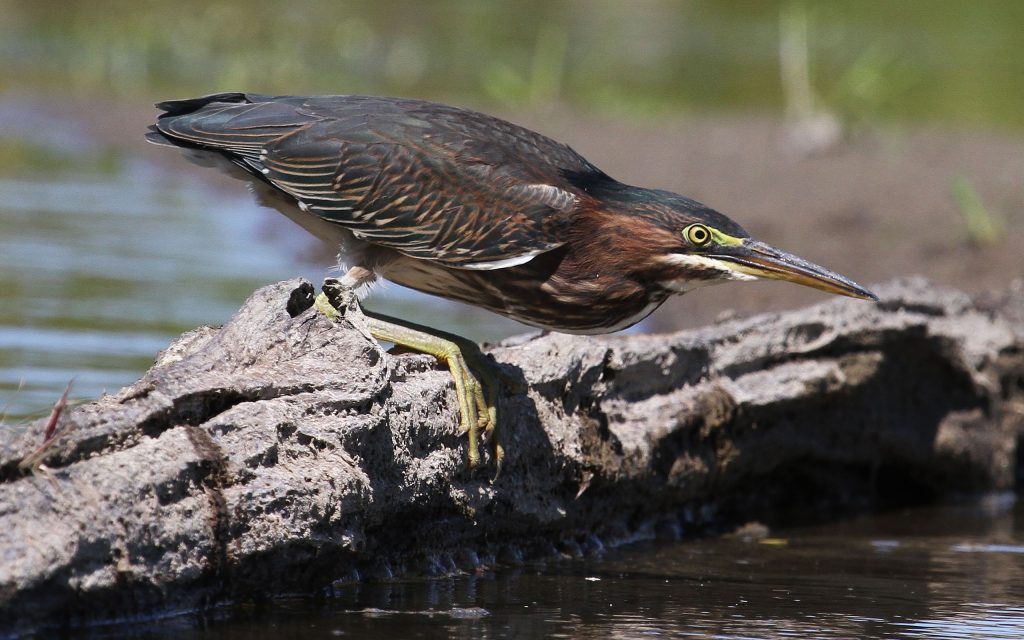 Avian Mortality from Window Collisions Presentation