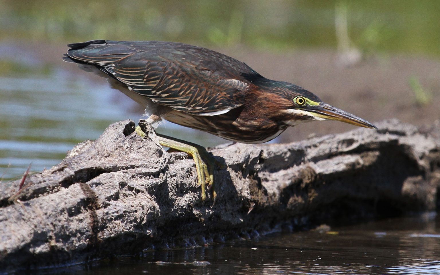 DNR Licensed Bird and Mammal Rehabilitators