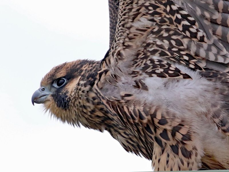 Community Presentations