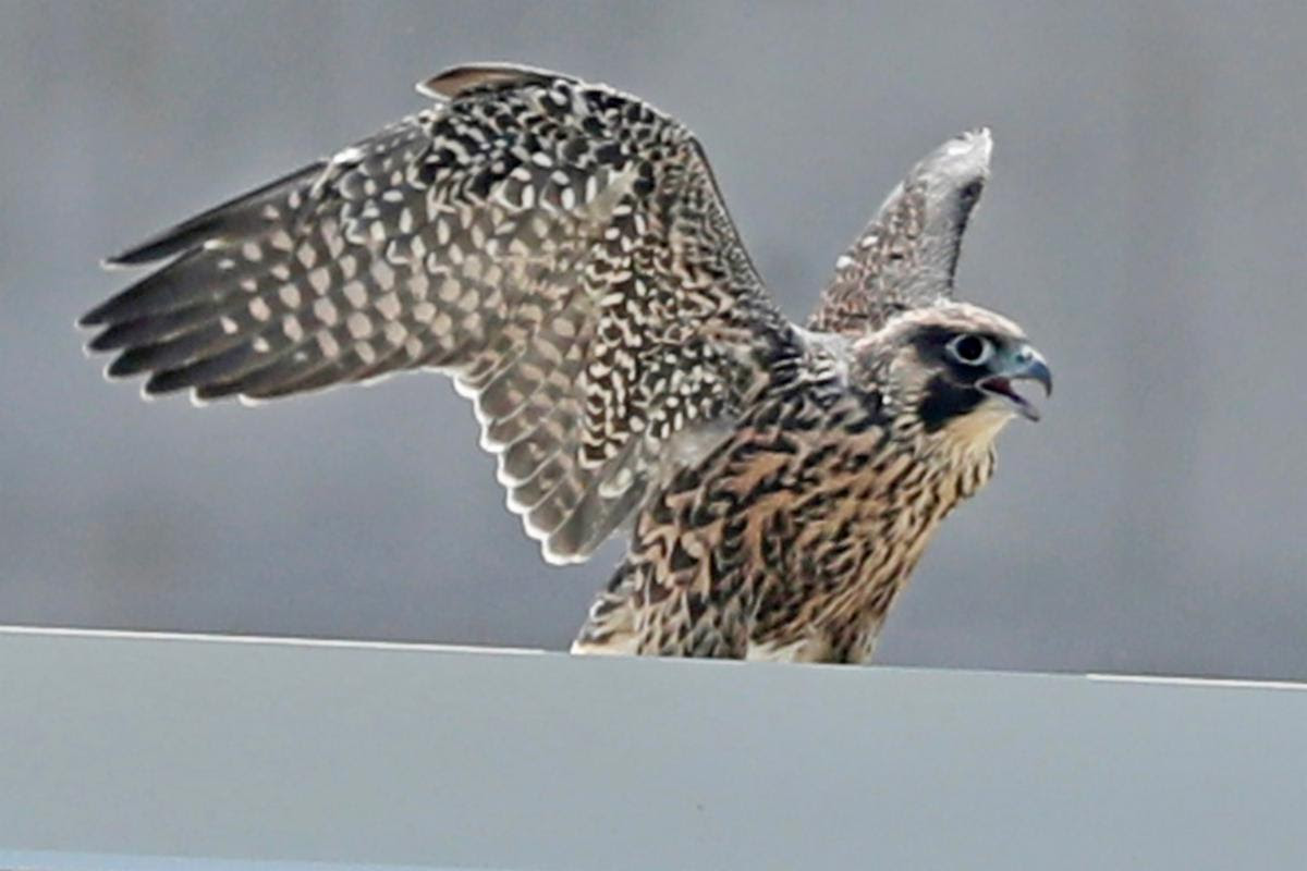 Peregrine Falcon Update – Audubon Society of Kalamazoo